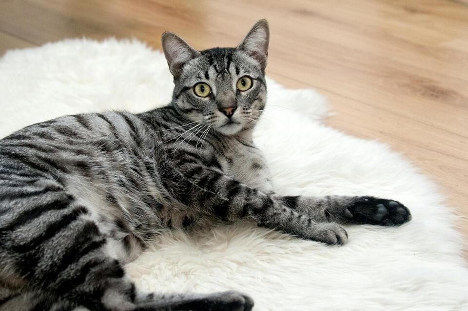 7 Cat Breeds That Form Intense, Silent Bonds - NewsBreak