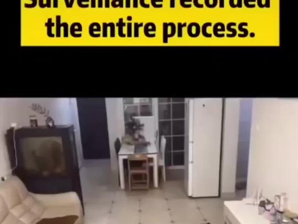 That dog is a beast next time.It'll collect the money!