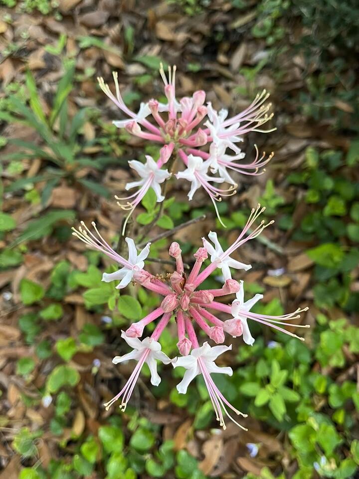 Spring Festival plant sale features native azaleas - NewsBreak