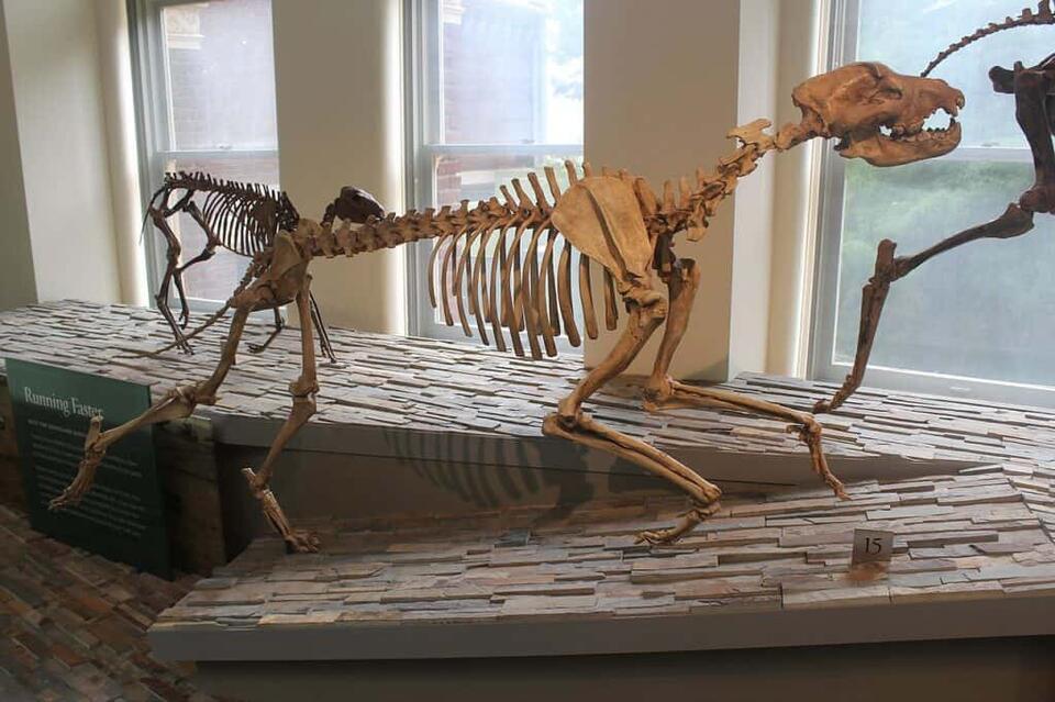 The Largest Wolf in History was Twice the Size of a Dire Wolf - NewsBreak