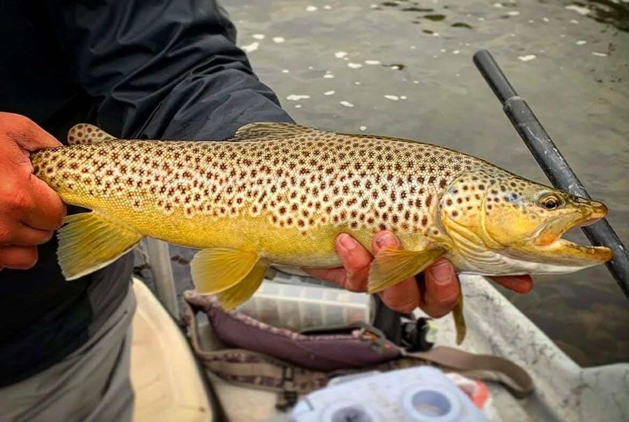 Location, Location, Location: The Three Best Places to Find Fall Trout ...