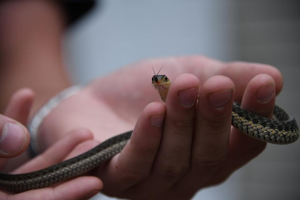From Fear to Fascination: What Kids Can Learn About Snakes - NewsBreak
