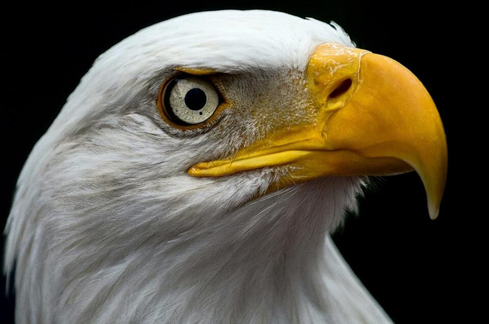 Popular Places for Prime Eagle-Watching Season in Arkansas - NewsBreak