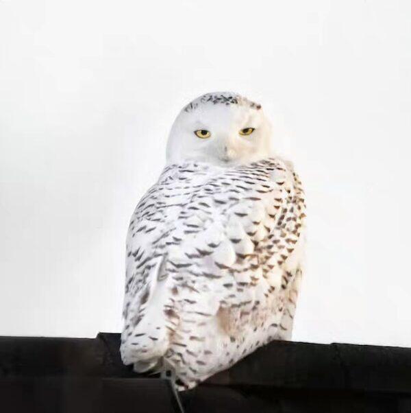 Snowy Owl Season – Where to see Winter’s Coolest Visitors - NewsBreak