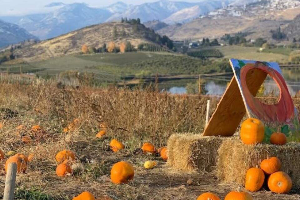 Best Pumpkin Patches in Washington State - NewsBreak