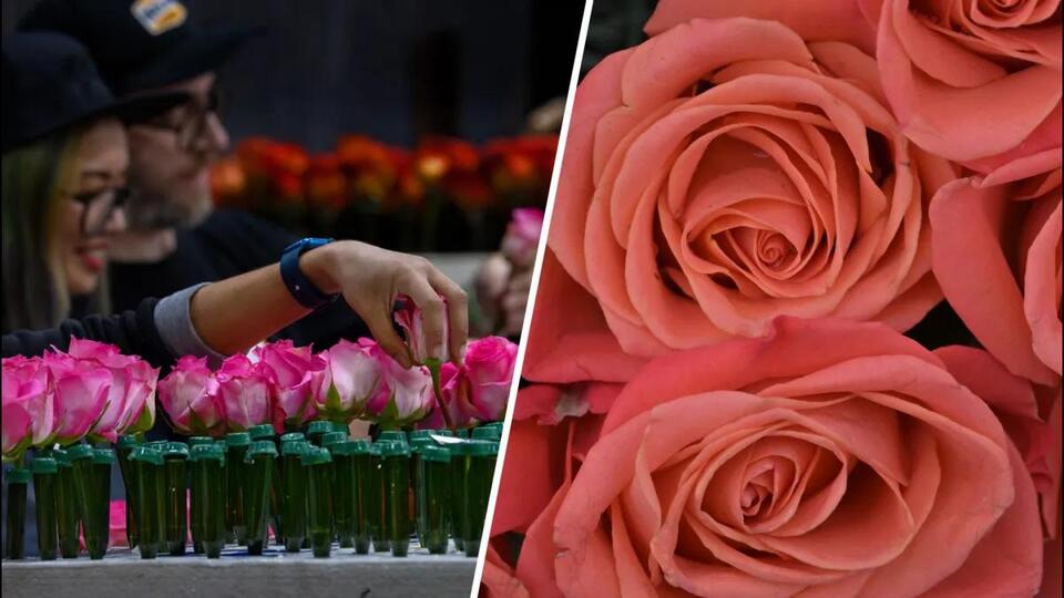 Here's how the 18 million roses for the Rose Parade are chosen - NewsBreak