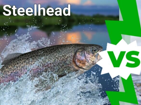 Steelhead vs Salmon: What’s the Difference?