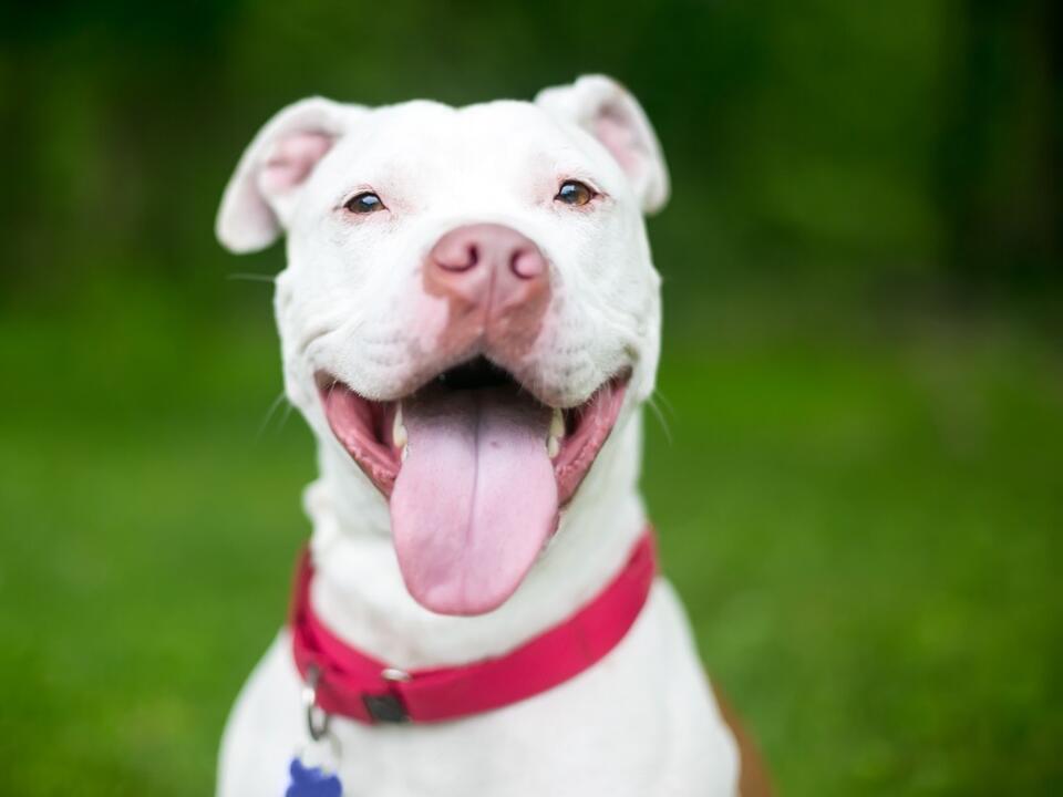 Deaf Therapy Pit Bull Is the Sweetest Greeter at the End of the School Day
