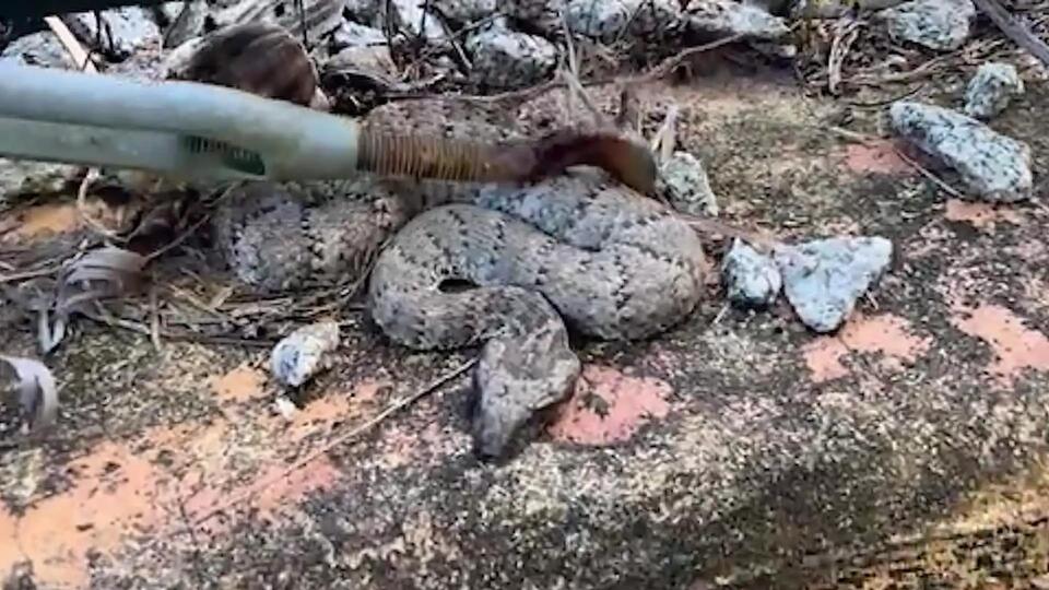 Polite but dangerously venomous death adder waits outside fence for ...