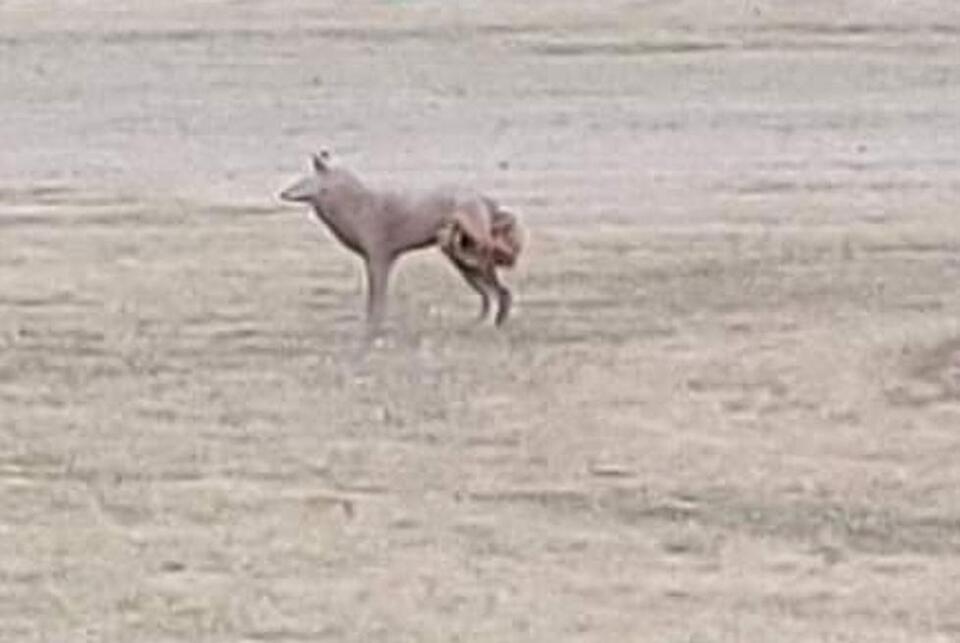 Mysterious Creature In Alabama Captured On Film - NewsBreak