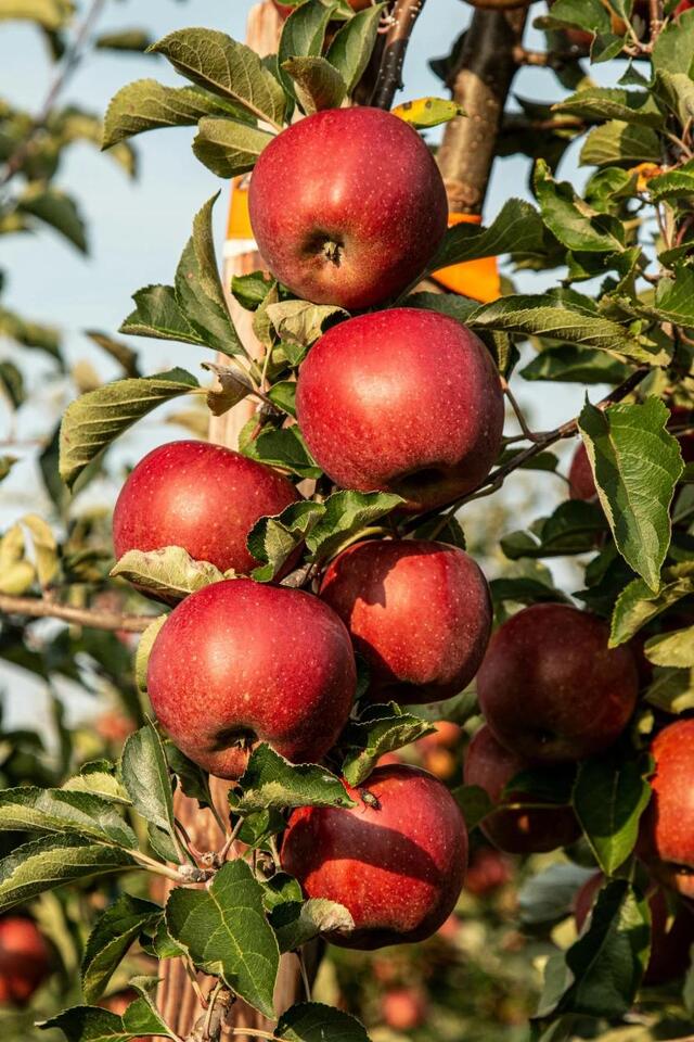 The Green Thumb: Fruit tree care after late frosts - NewsBreak