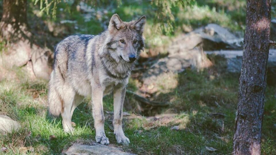 Wolves, Ranchers, and Rewilding: The Gray Wolf Debate in the Northern ...