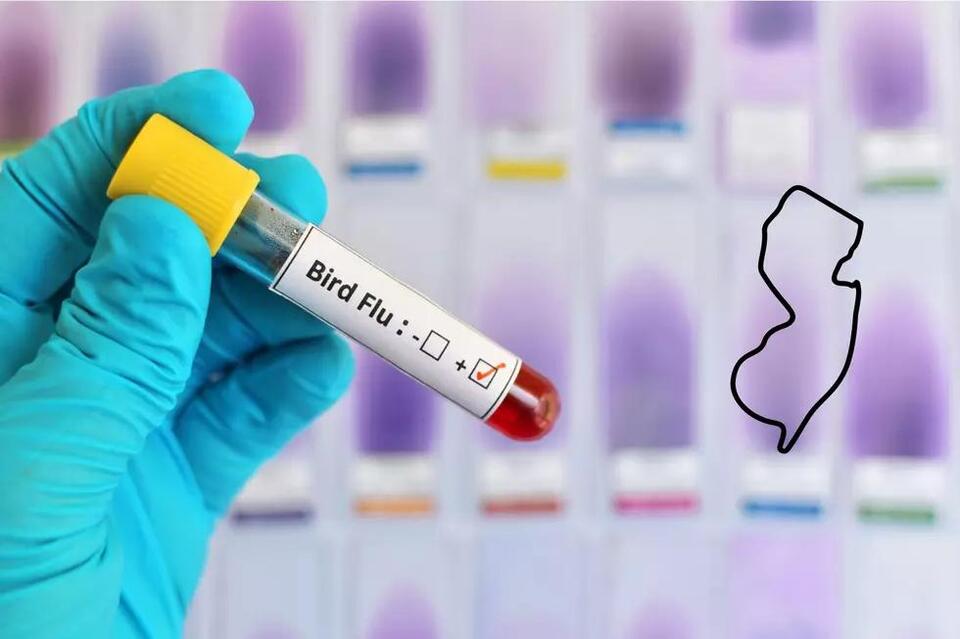 Bird Flu Is Spreading Across The Country, Here’s What New Jersey Needs ...