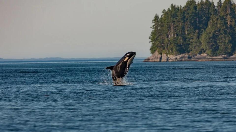 AI Underwater Vigil Shields Pacific Orcas from Vessel Chaos - NewsBreak