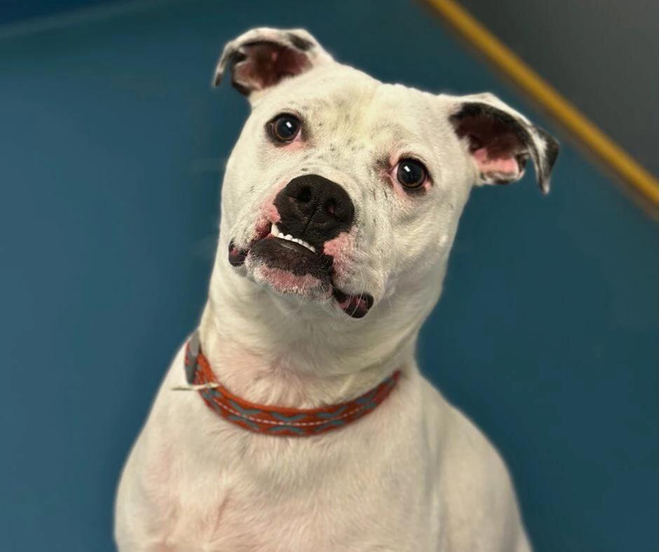 Townsquare NoCo Pet of the Week: Cowboy Wants to Join Your Family ...