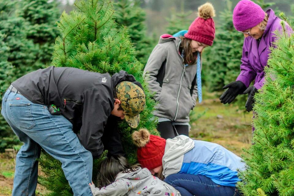 Central MN Tree Farm Announces Changes For 2025 Season - NewsBreak
