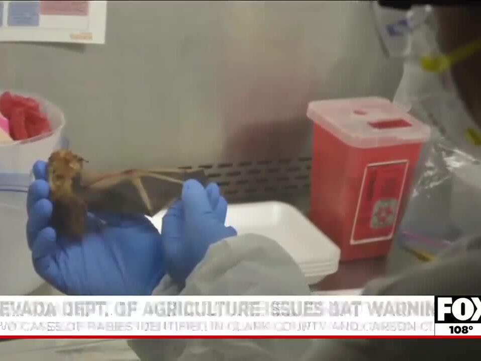 Two cases of rabies discovered in Nevada bats