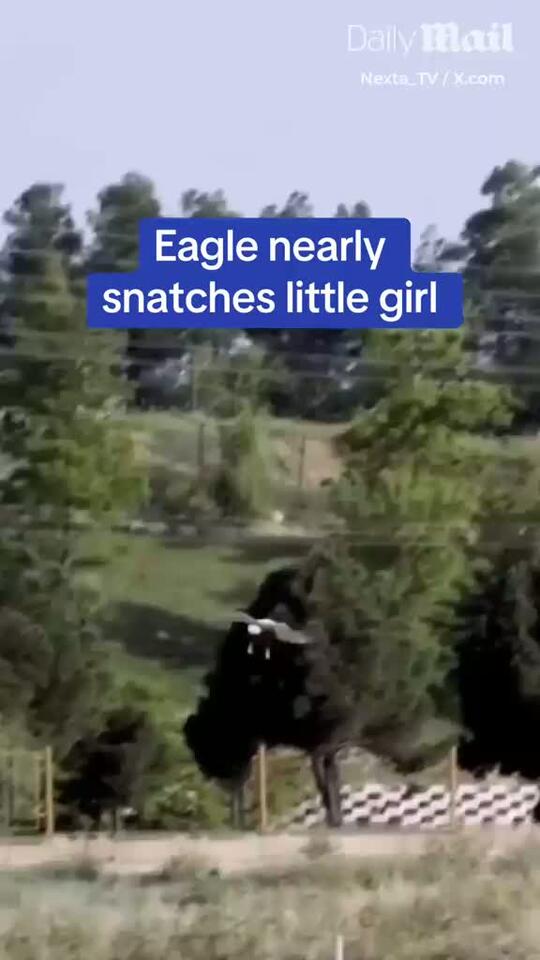 A huge bald eagle tried to swoop in and grab a youngster, but its plans ...