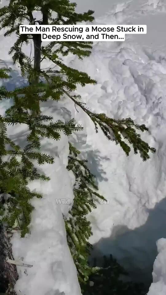 The man rescuing a Moose Stuck in Deep Snow moose bullmoose short ...