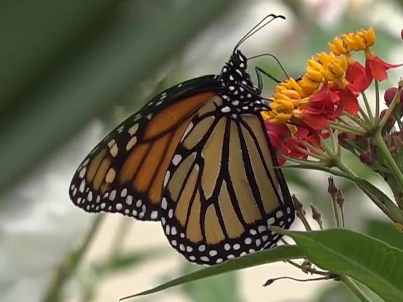 Monarch butterfly population should increase during northbound migration