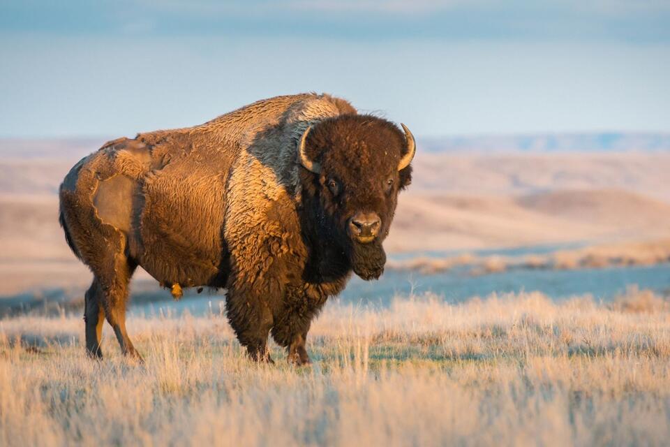 The Largest Animals You Can Legally Own in Colorado - NewsBreak