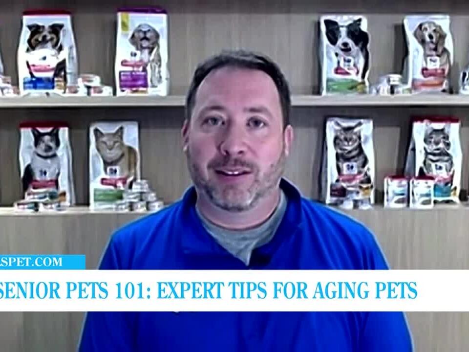 Senior Pets 101: Expert Tips for Aging Pets