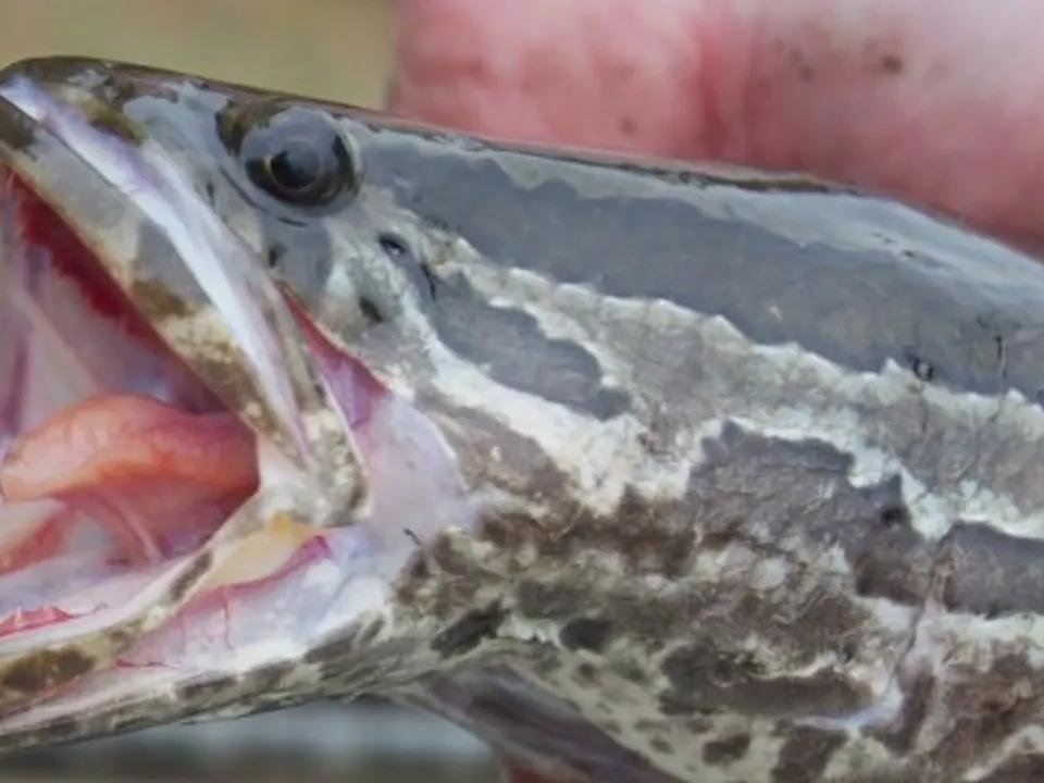Maryland to rename invasive Snakehead fish in hopes of getting more ...