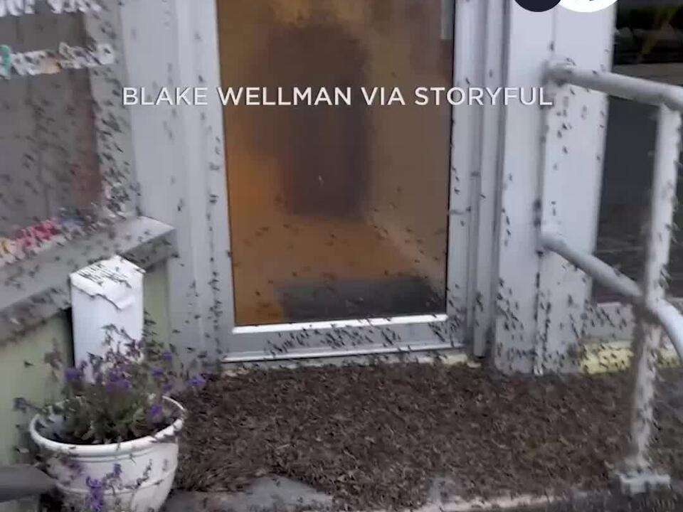 Piles of dead mayflies cleared out with leaf blowers