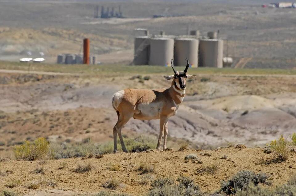 ‘Energy dominance’ meets migration: All Wyoming corridors overlap with ...