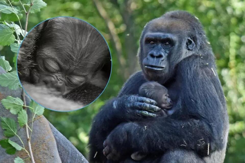 Detroit Zoo Welcomes First-Ever Baby Gorilla, Invites Public to Help ...
