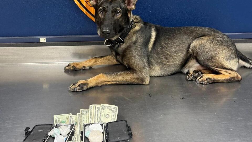 Merced K9 unit uncovers major drug bust during traffic stop - NewsBreak