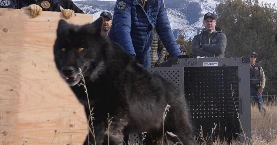 Petition to Colorado Parks and Wildlife to delay next wolf introduction ...