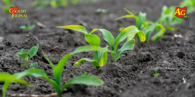 Understanding corn growing degree days - NewsBreak