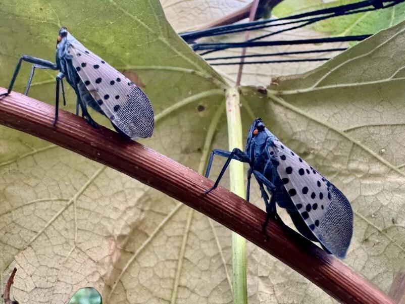 Spotted lanternflies lay eggs in the fall. Here’s what to do to stop ...
