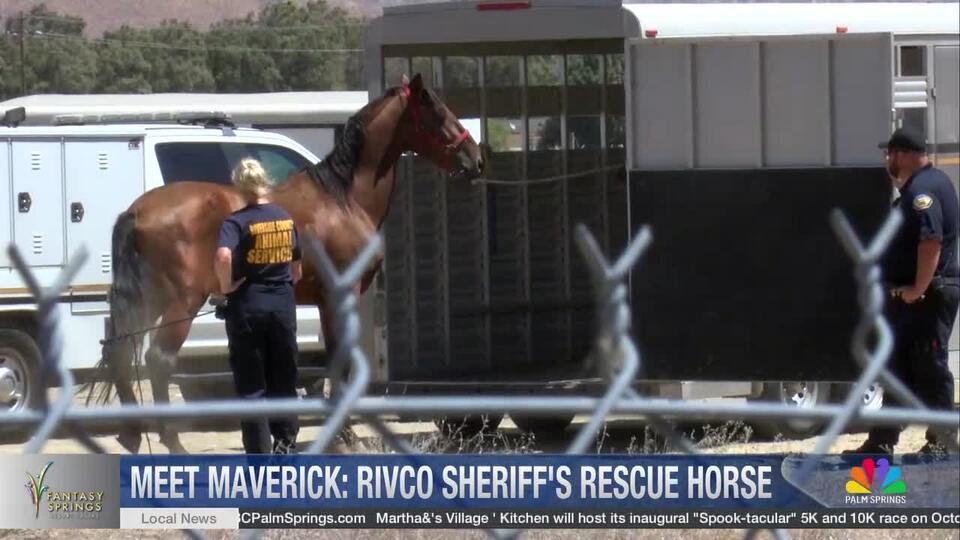 Rescued Horse Joins Riverside County Sheriff’s Mounted Enforcement Team ...