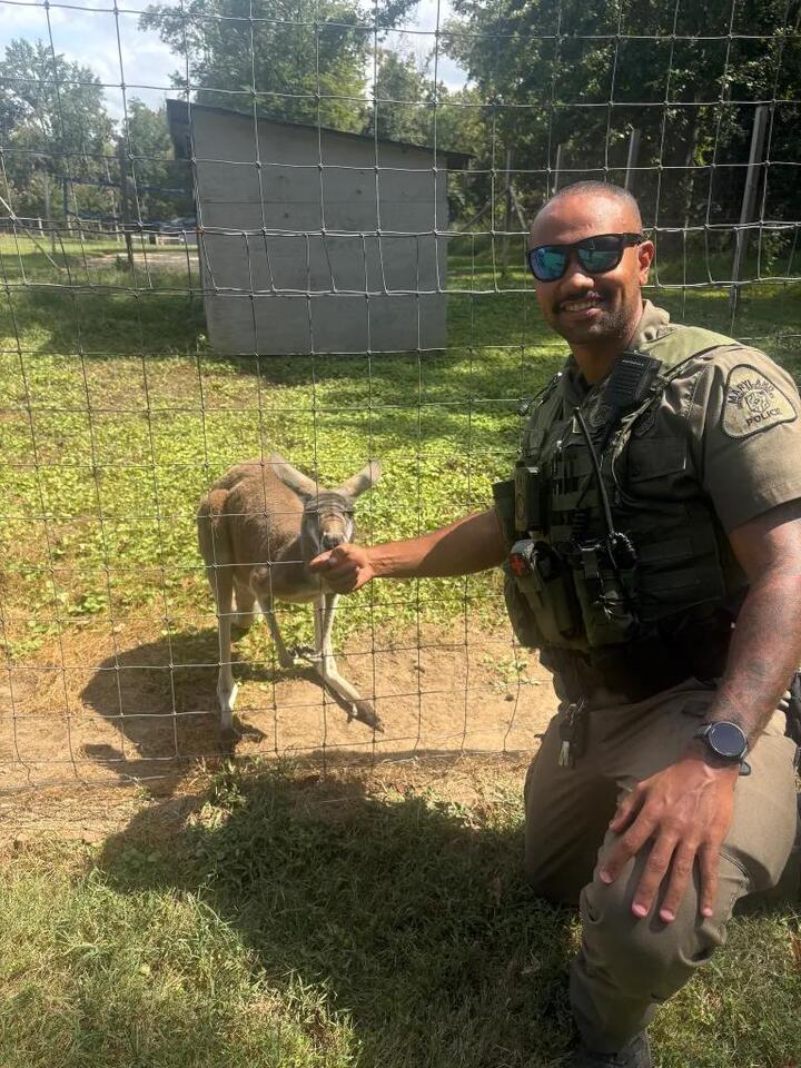 Kangaroo Reported At Anne Arundel Residence; Officials Review Ownership ...