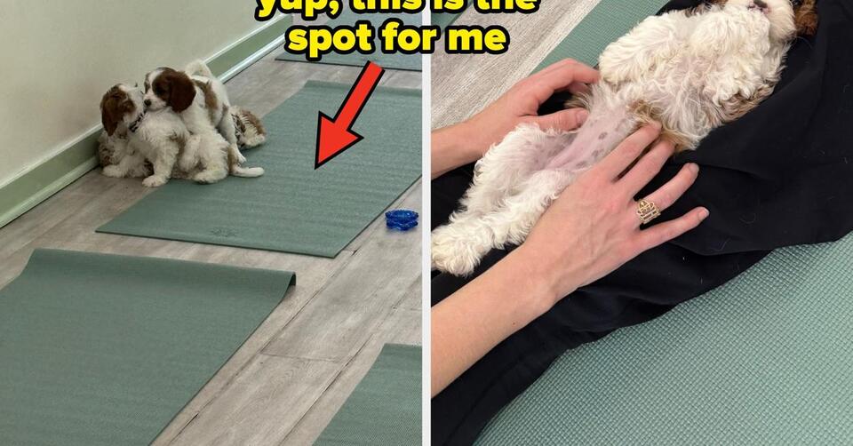 The Internet Convinced Me To Pay $75 To Do Yoga With Puppies, And I ...