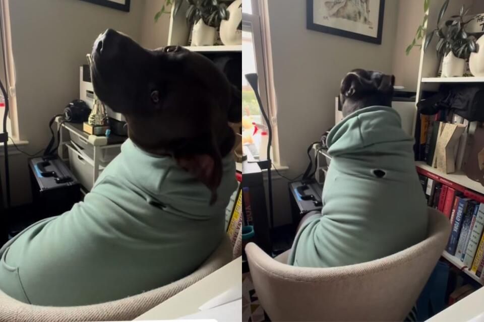 Video Shows Dog Scooching to Ignore Owner, Leaves Internet in Disbelief ...