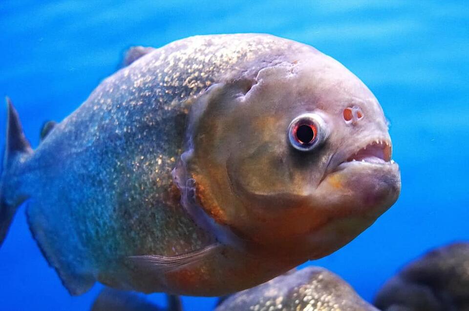 Can Piranhas Actually Eat Humans? 5 Facts and 3 Myths - NewsBreak