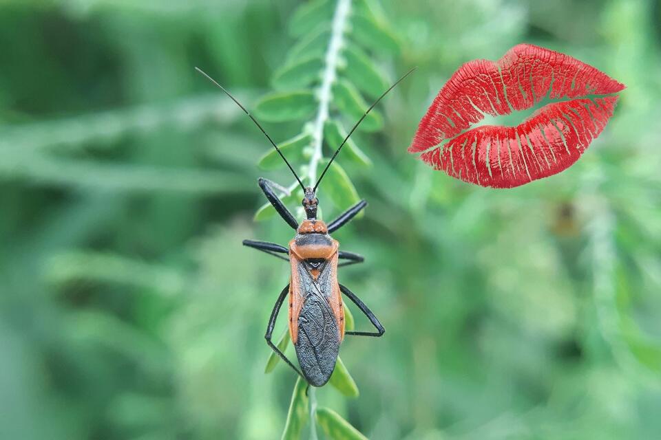 Texas Researchers Warn: Kissing Bugs May Spread a Deadly Disease ...