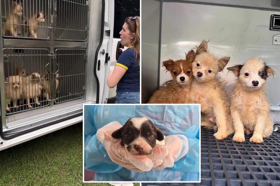 101 dogs living in packed, filthy conditions removed from North ...