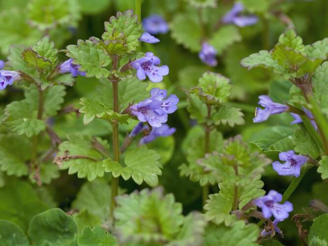 How to Get Rid of Creeping Charlie, an Invasive, Fast-Spreading Weed