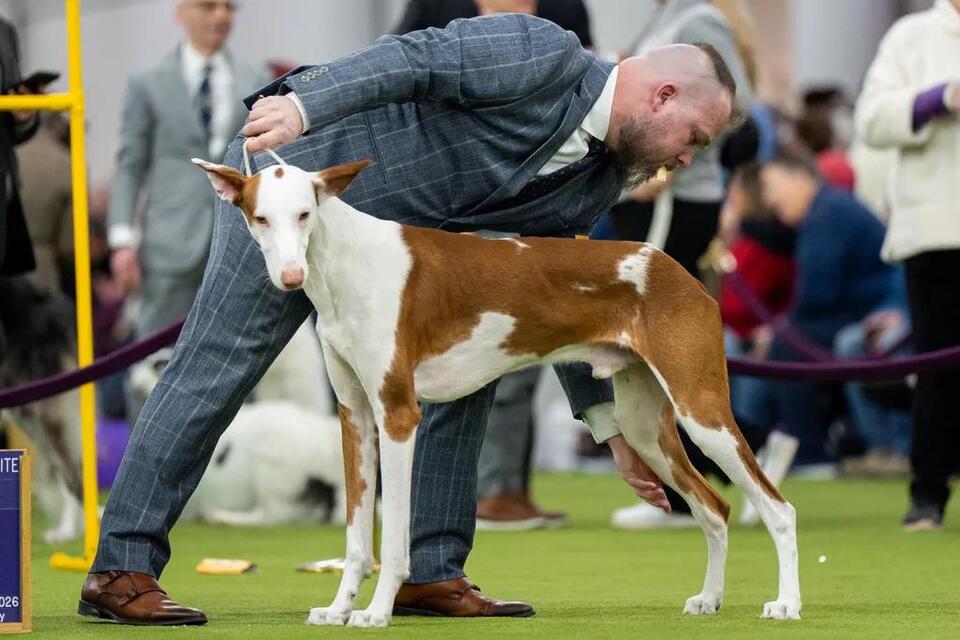 7 dogs competing for Westminster’s show big prize Tuesday night - NewsBreak