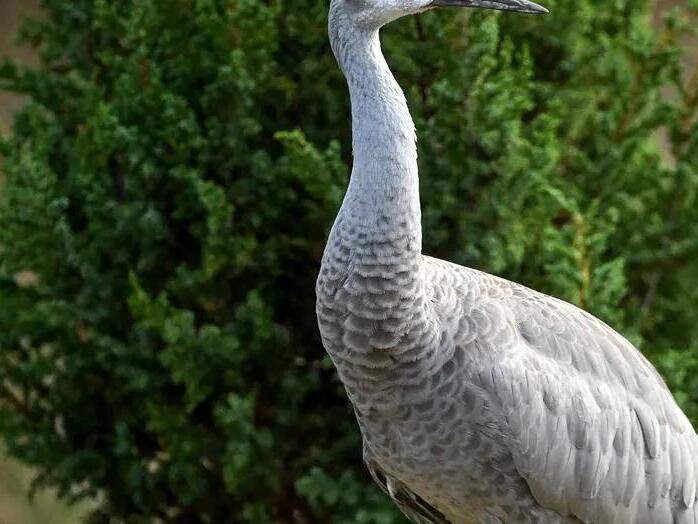 Brookfield Zoo unveils new North American Prairie Aviary to highlight ...