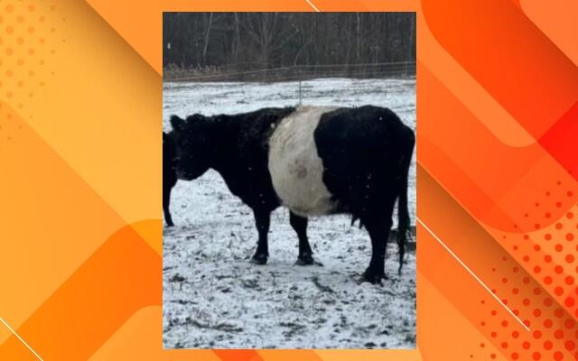 Farm Asking for Help Finding Missing Cow - NewsBreak