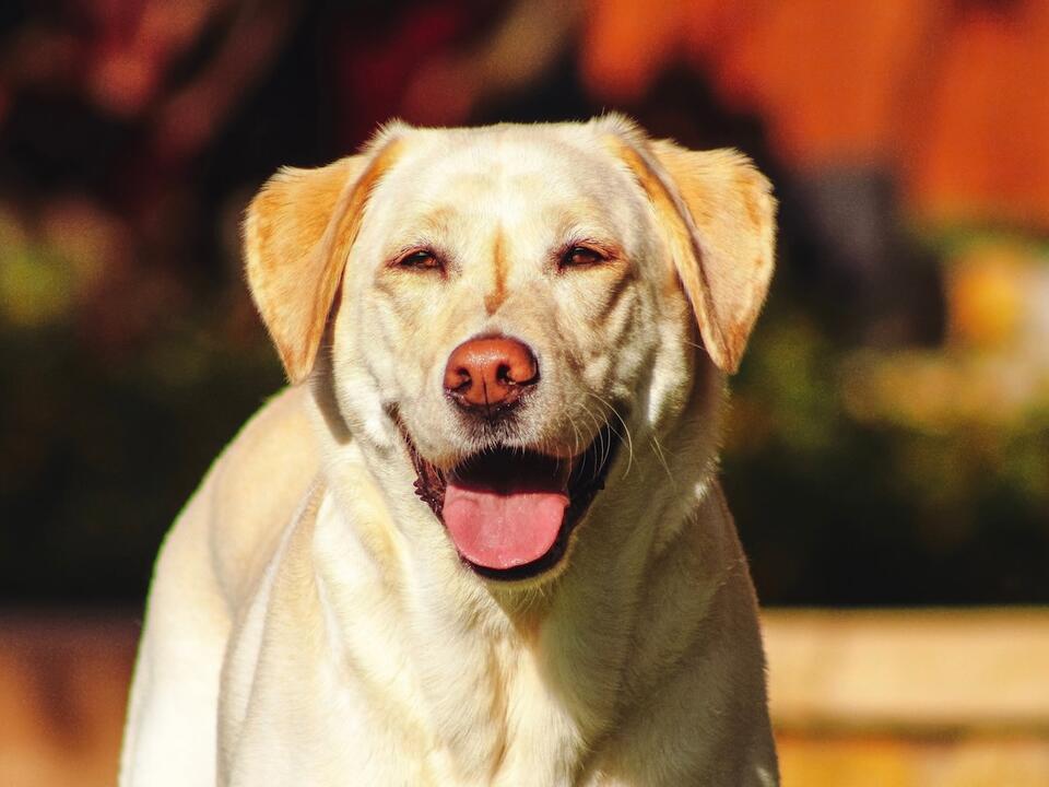 Labradors Panting in Unison Waiting for Mom to Throw Ball Is the ...