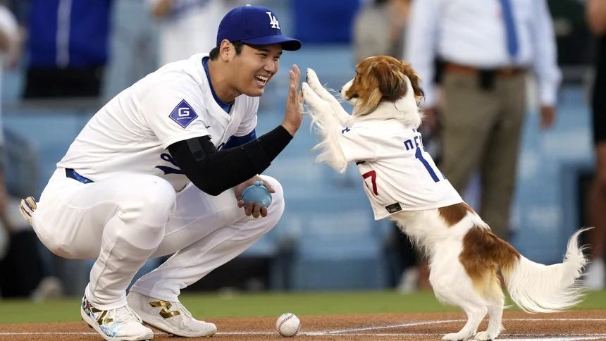 Shohei Ohtani's dog Decoy throws perfect first pitch at Dodgers game ...