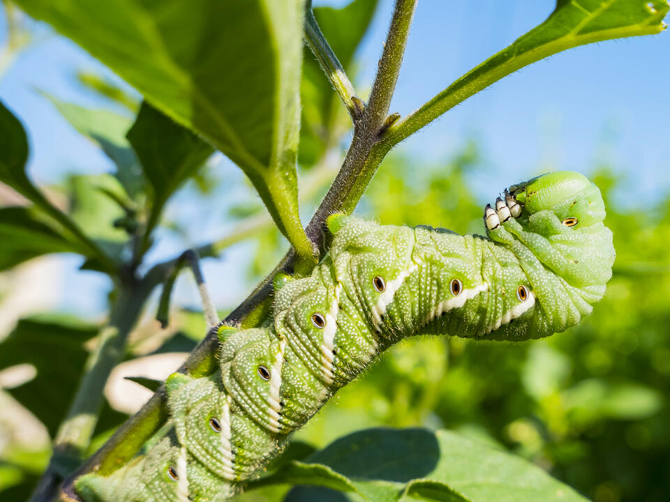 How To Get Rid Of Tomato Hornworms: 5 Natural Solutions To Control And ...