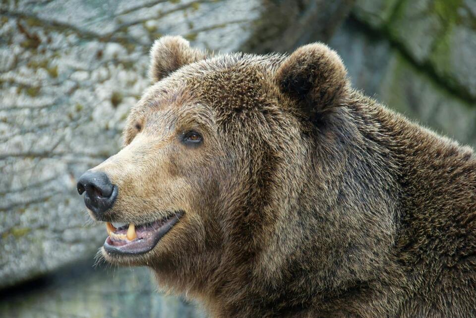What Are The Odds Of A Fatal Bear Attack In Montana? - NewsBreak