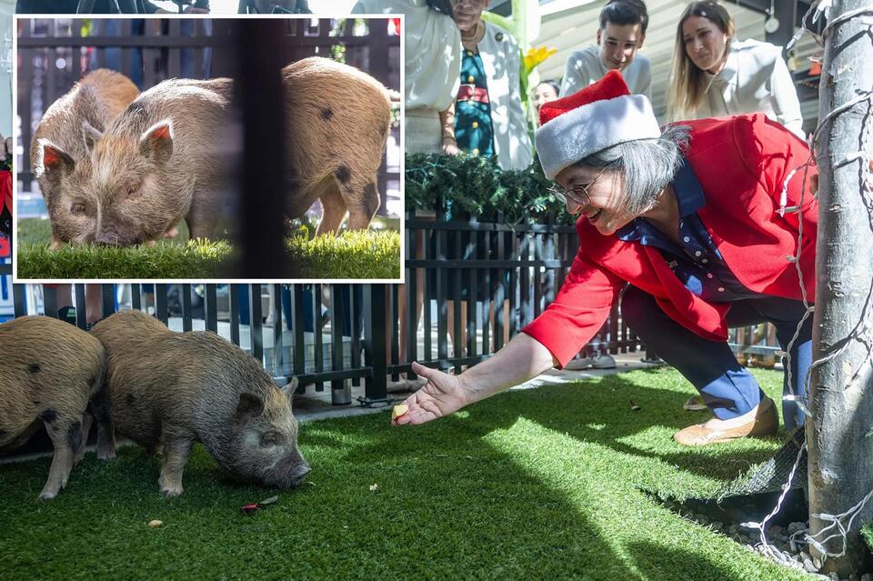 ‘Wicked’ baby pigs get Christmas pardon from Florida mayor in a Cuban ...